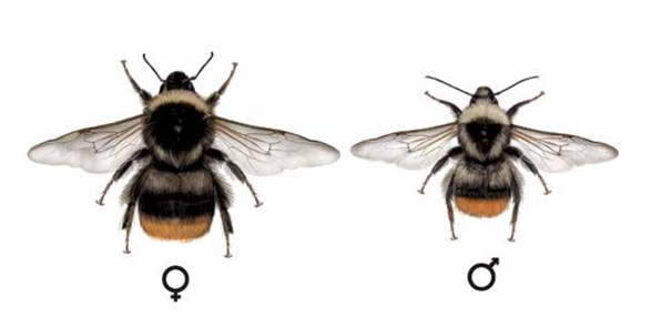 Druhy čmeláků a pačmeláků v ČR – Čmeláci PLUS