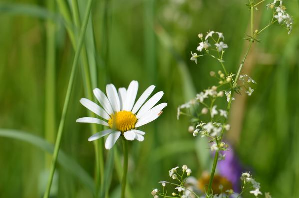 insect meadow in your own garden lawn replacement – Bumblebees PLUS