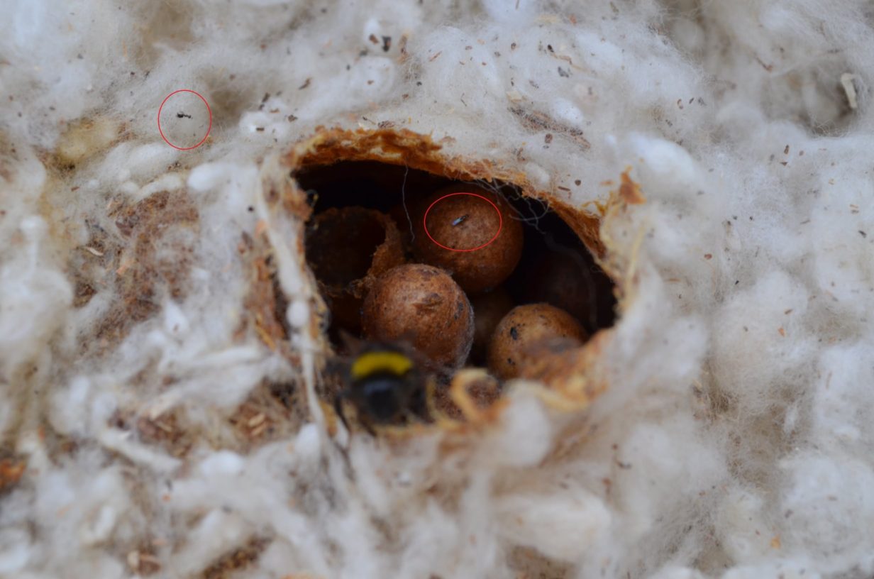 Melittobia acasta a chov čmeláků – Čmeláci PLUS