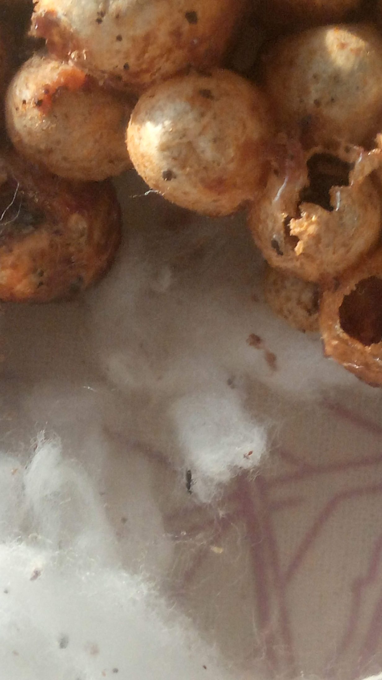 Melittobia acasta a chov čmeláků – Čmeláci PLUS