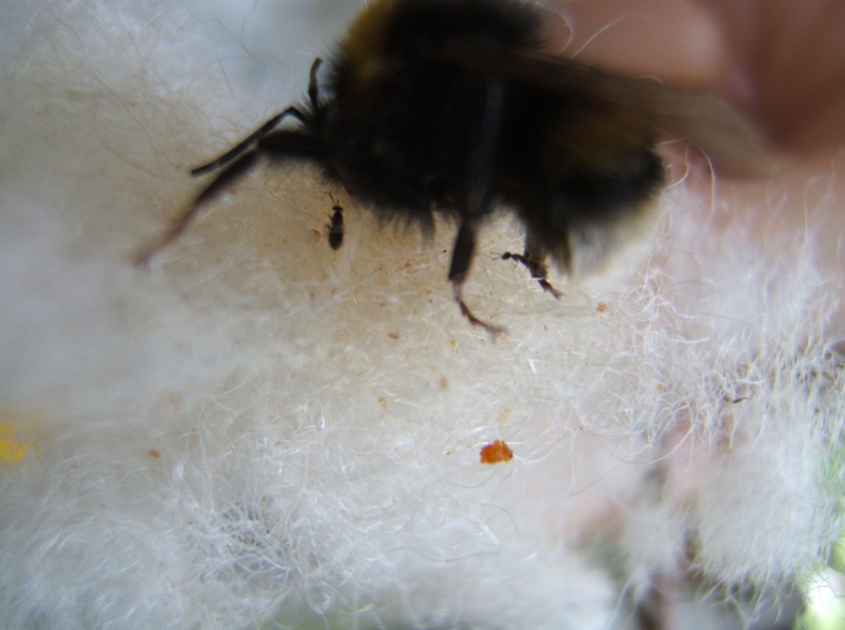 Melittobia acasta a chov čmeláků – Čmeláci PLUS