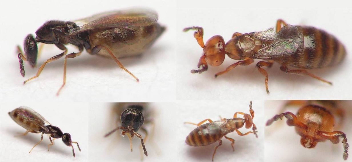 Melittobia acasta a chov čmeláků – Čmeláci PLUS