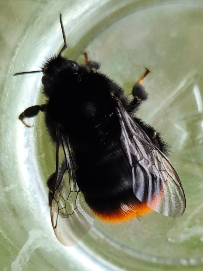Katalog druhu čmeláků - Čmelák skalní (Bombus lapidarius) – Čmeláci PLUS