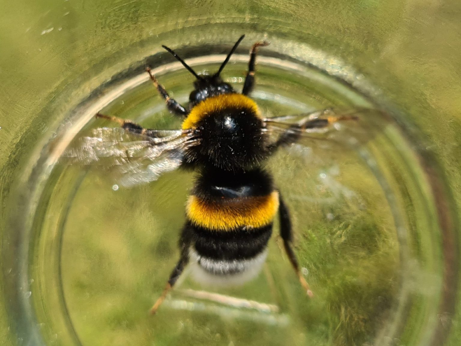 Čmelák hájový (Bombus lucorum) – Čmeláci PLUS