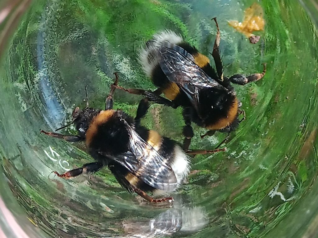 Čmelák zemní (Bombus terrestris) – Čmeláci PLUS