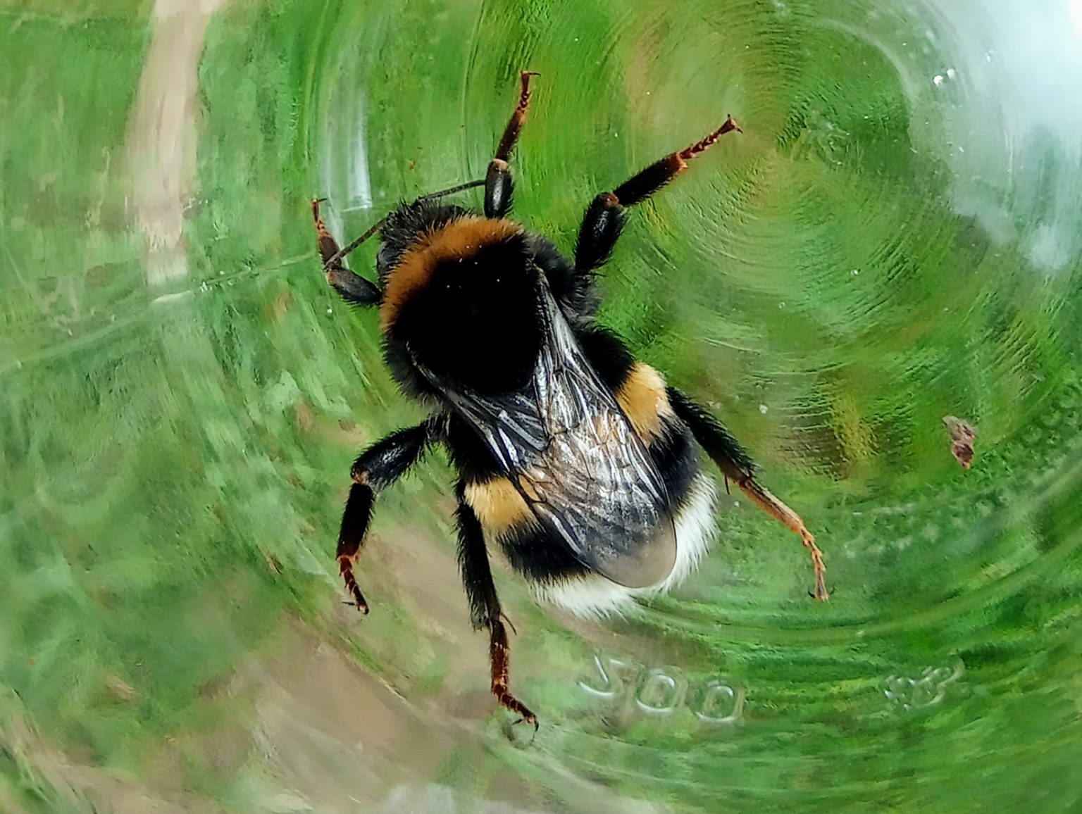 Čmelák zemní (Bombus terrestris) – Čmeláci PLUS
