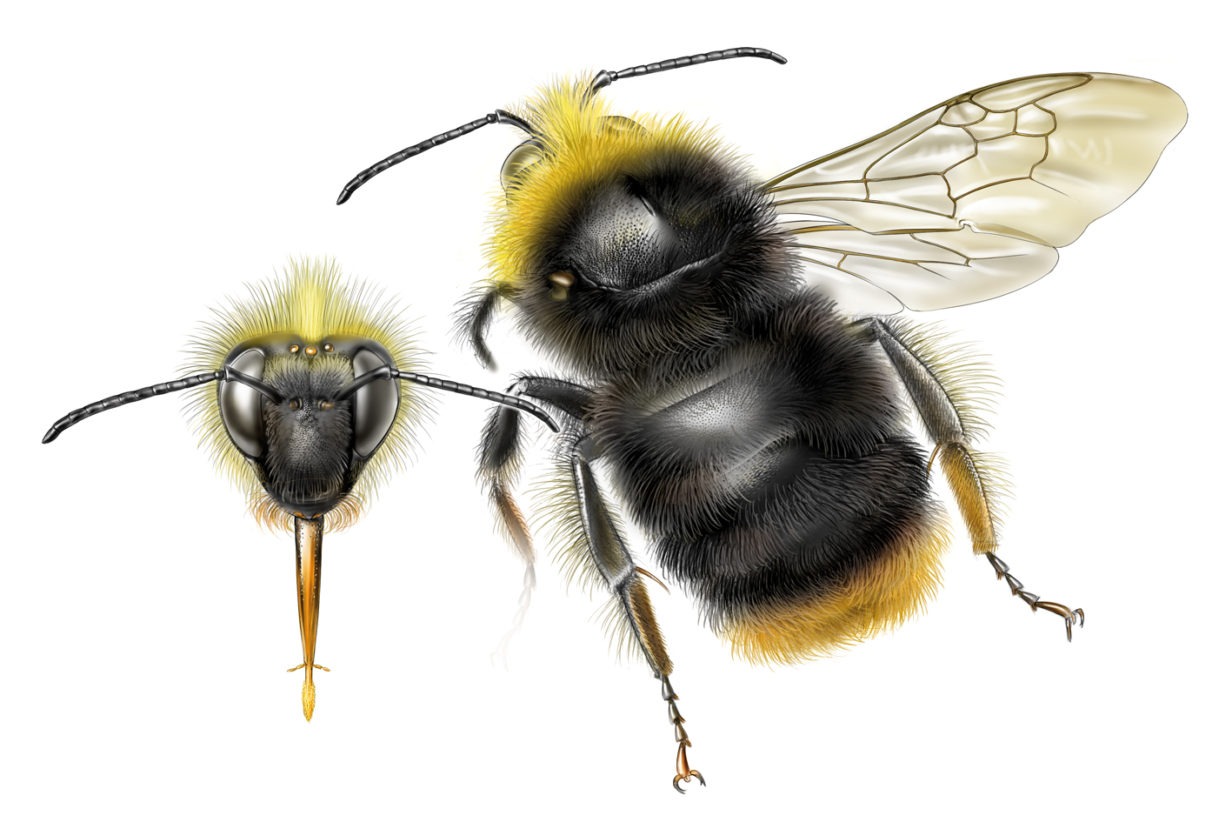 Katalog druhů čmeláků - jednoduchá verze - B – Čmeláci PLUS