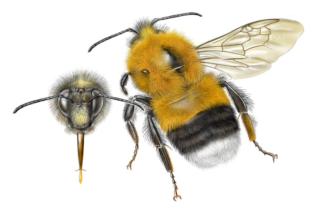 Katalog druhů čmeláků - jednoduchá verze - B – Čmeláci PLUS