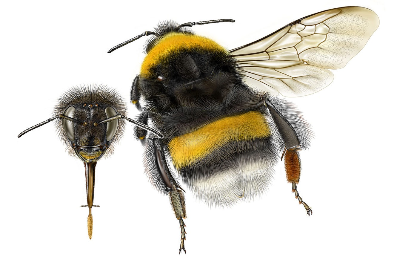 Katalog druhů čmeláků - jednoduchá verze - B – Čmeláci PLUS